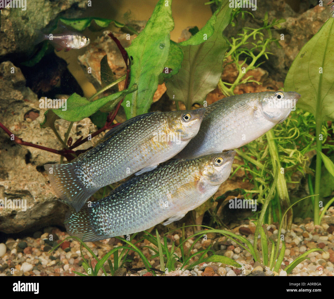 Giant Sailfin Molly Stock Photo - Alamy