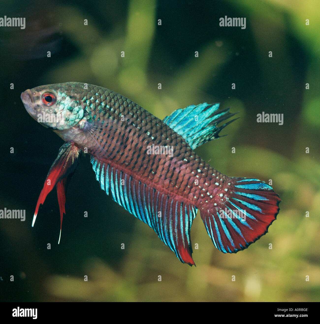 Betta imbellis hi-res stock photography and images - Alamy