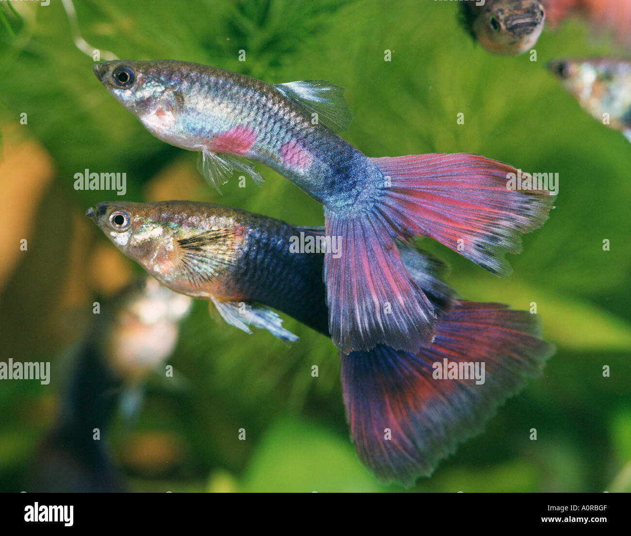 Guppy poecilia reticulata lebistes reticulatus hi-res stock photography ...