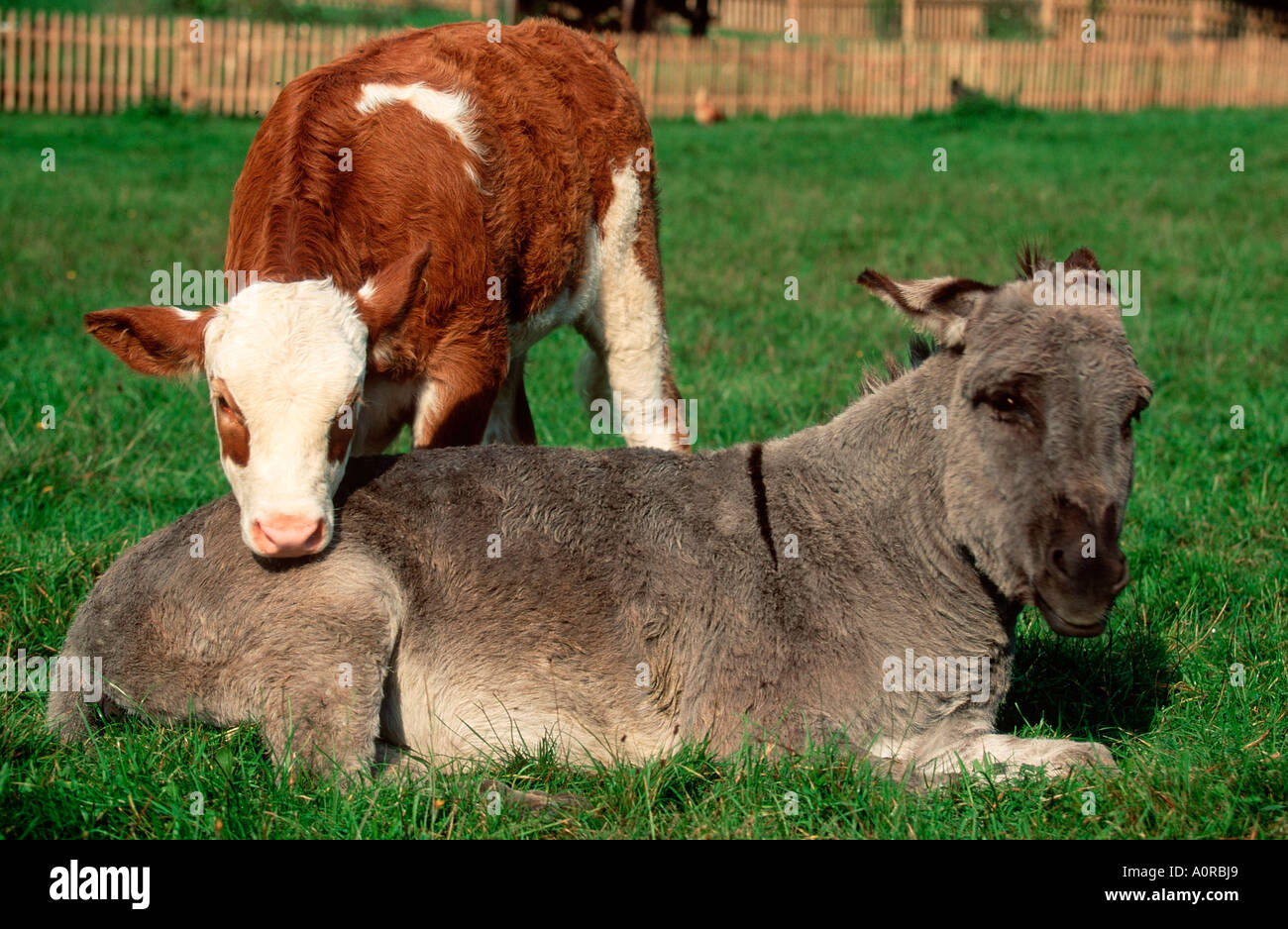 Donkey calf hi-res stock photography and images - Alamy