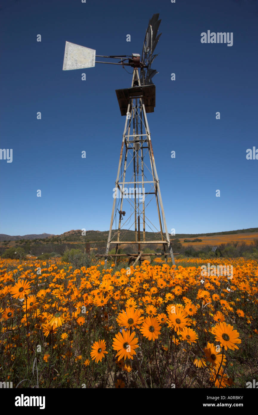 Namaqualand daisies and windmill in Namaqua National Park Namaqualand ...