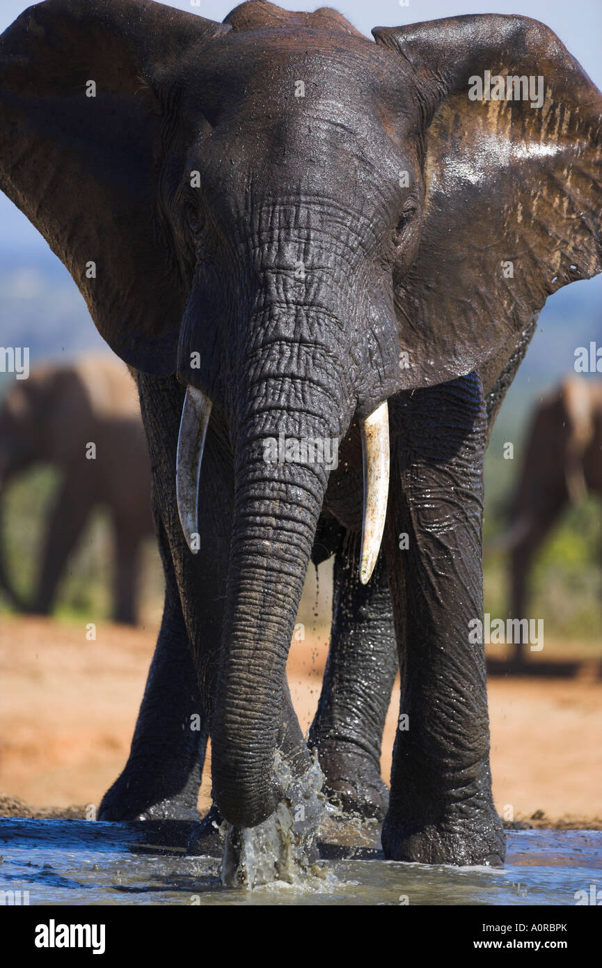 Hapoor waterhole hi-res stock photography and images - Alamy