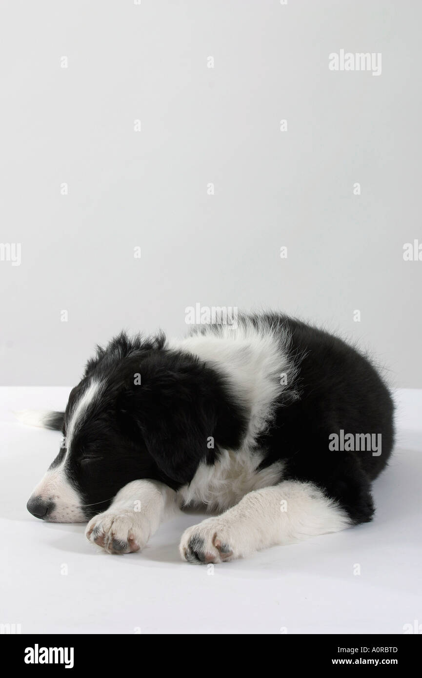 Sleeping Collie High Resolution Stock Photography and Images - Alamy