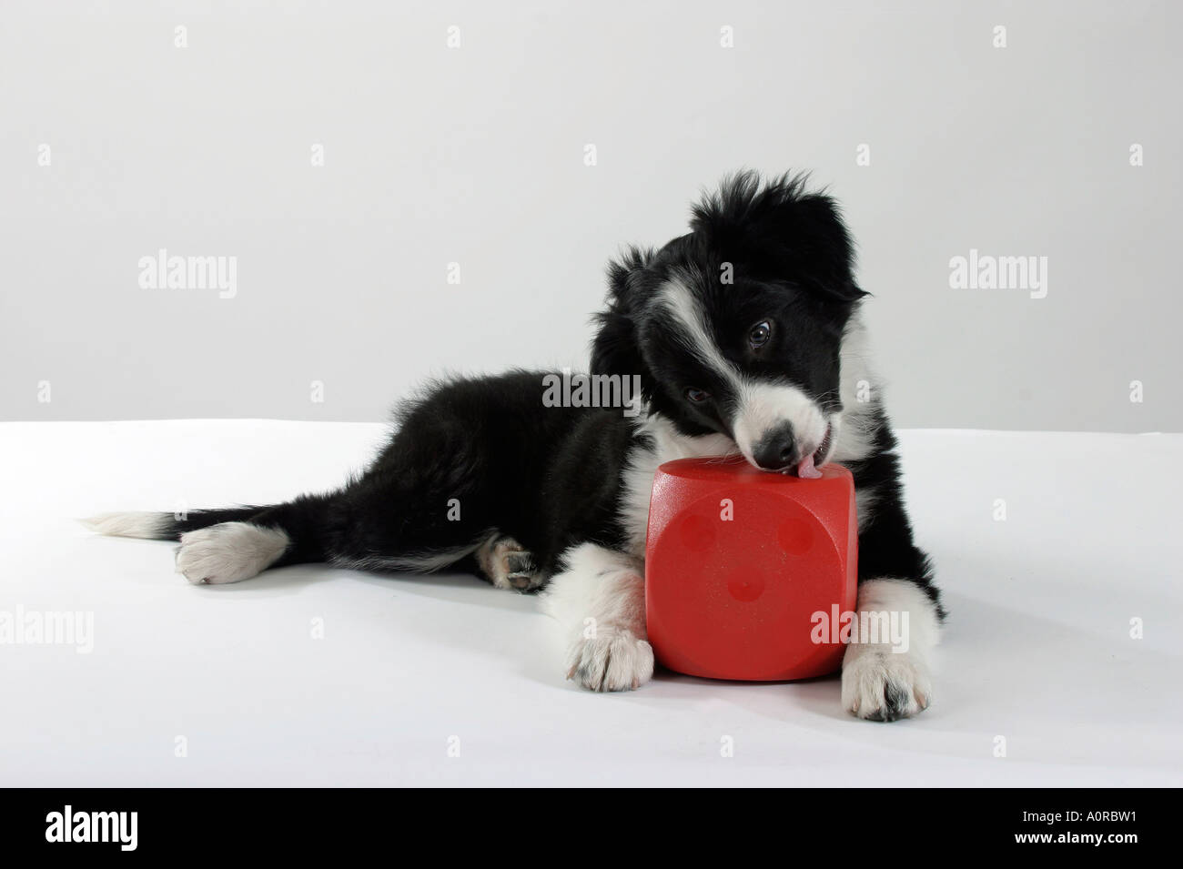 Black and white border collie dog Cut Out Stock Images & Pictures - Alamy