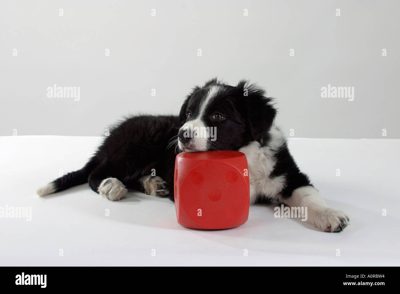 Black and white border collie dog Cut Out Stock Images & Pictures - Alamy