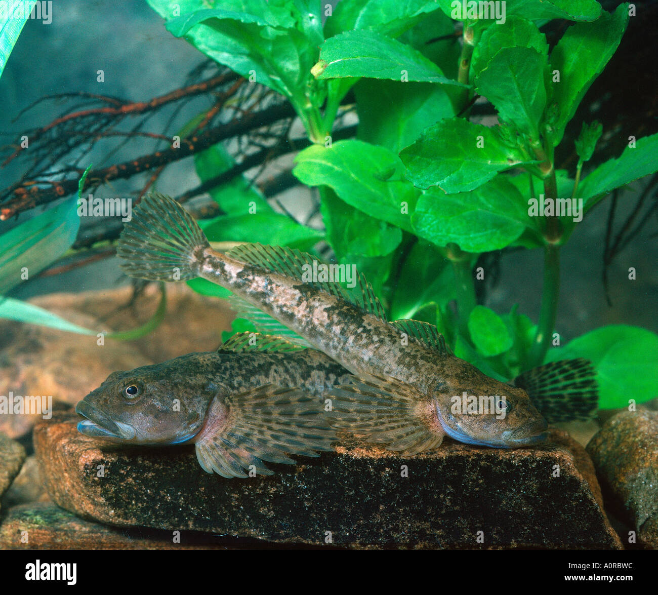Bullhead millers thumb fish cottus hi-res stock photography and images ...