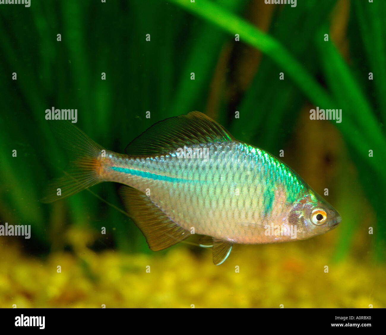 Bitterling Rhodeus Sericeus High Resolution Stock Photography and ...