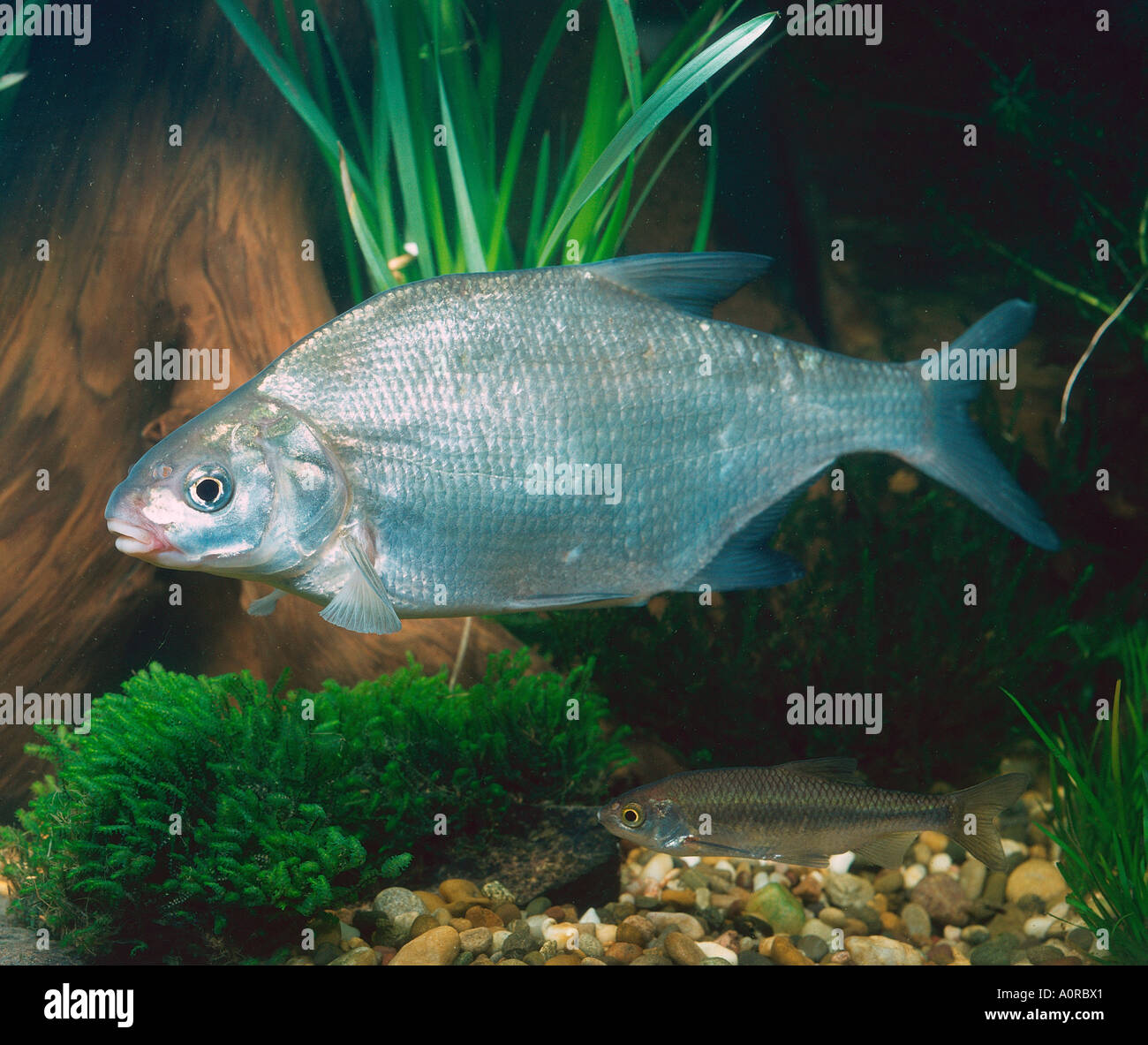 Common bream freshwater bream carp hi-res stock photography and images ...