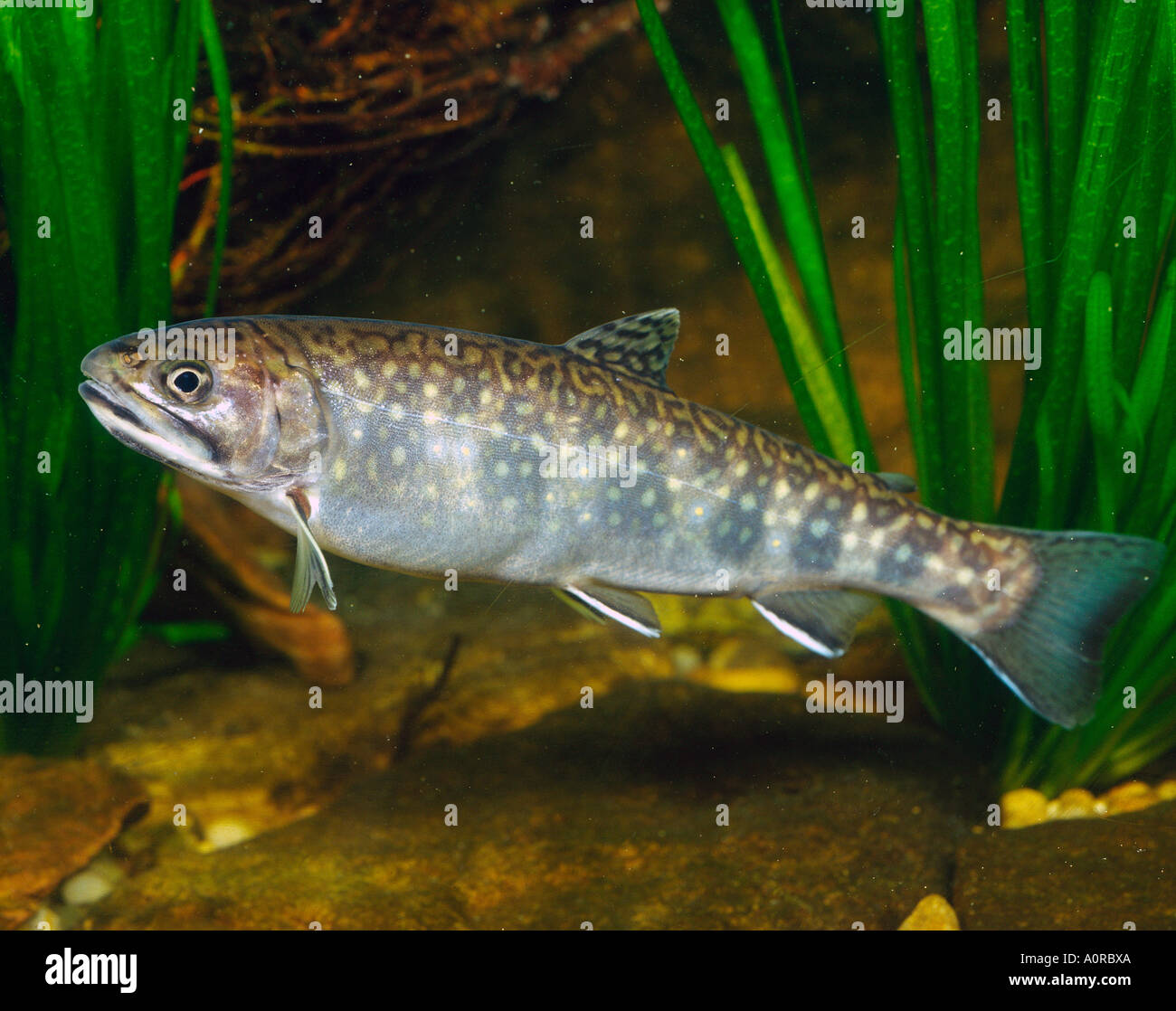Brook charr hi-res stock photography and images - Alamy