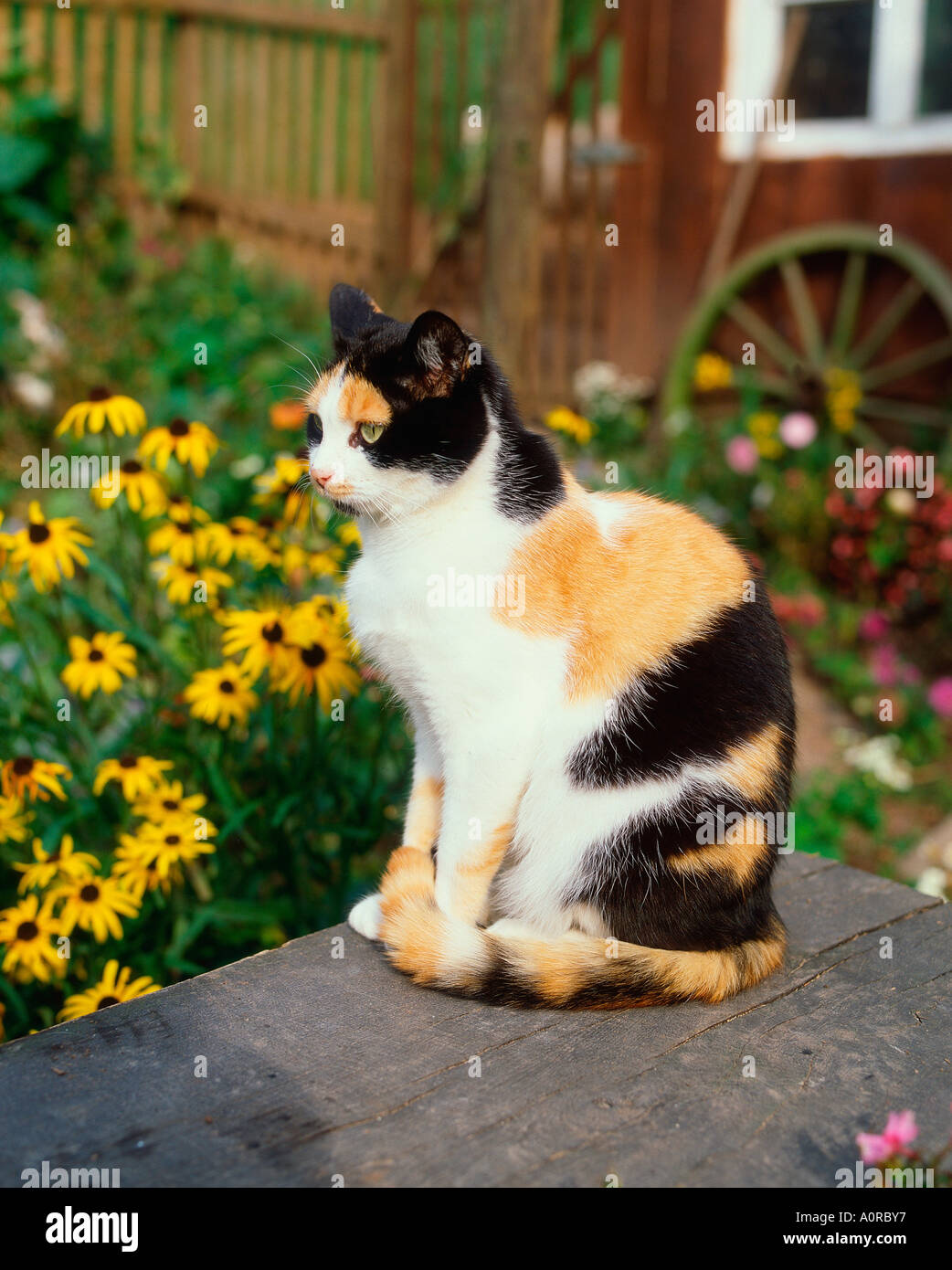 Tricolored cat hi-res stock photography and images - Alamy
