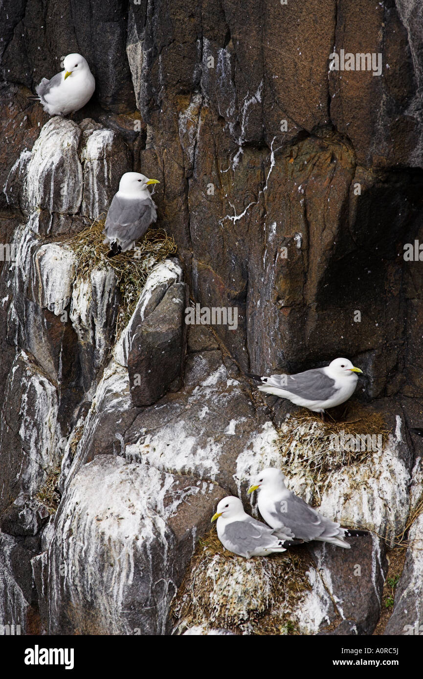 Kittiwakes on nest Larus tridactyla Isle of May Fife Scotland United ...