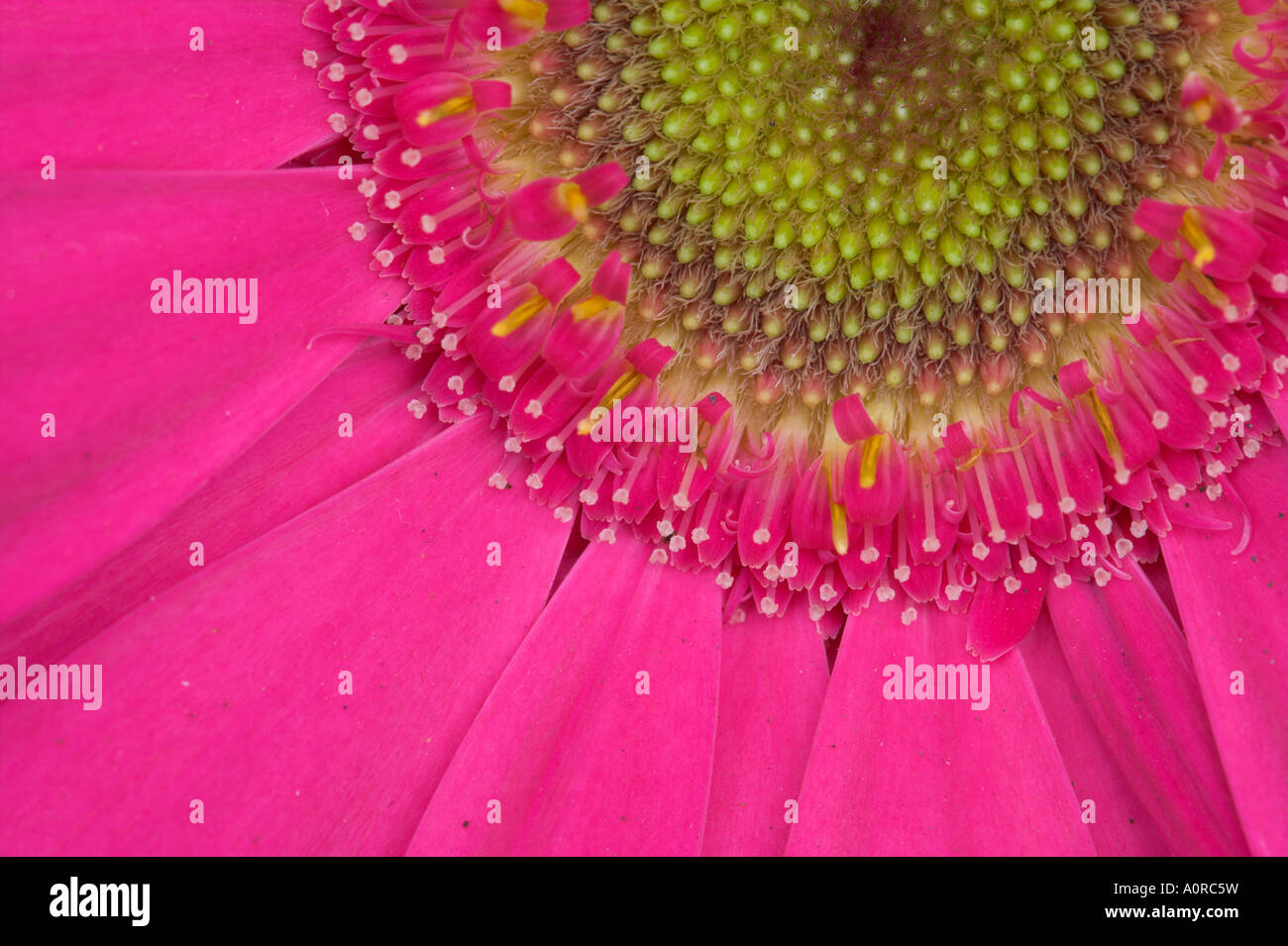 Shocking colours hi-res stock photography and images - Alamy