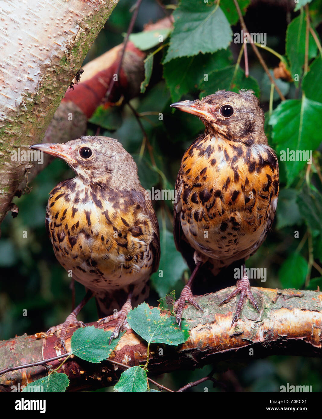 Two fieldfares hi-res stock photography and images - Alamy