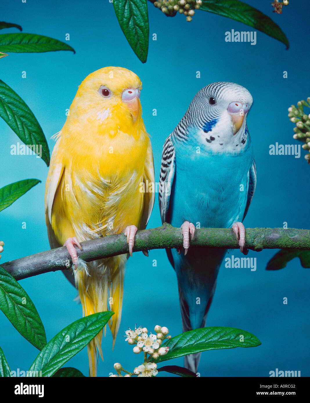 Budgerigar / Budgie Stock Photo - Alamy