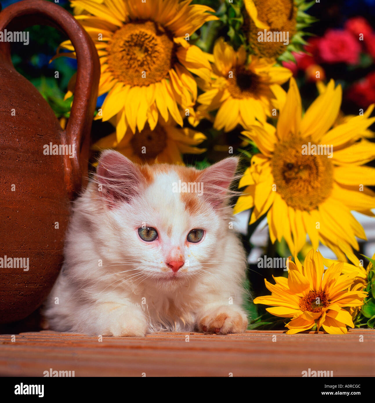 Cat sunflowers hi-res stock photography and images - Alamy