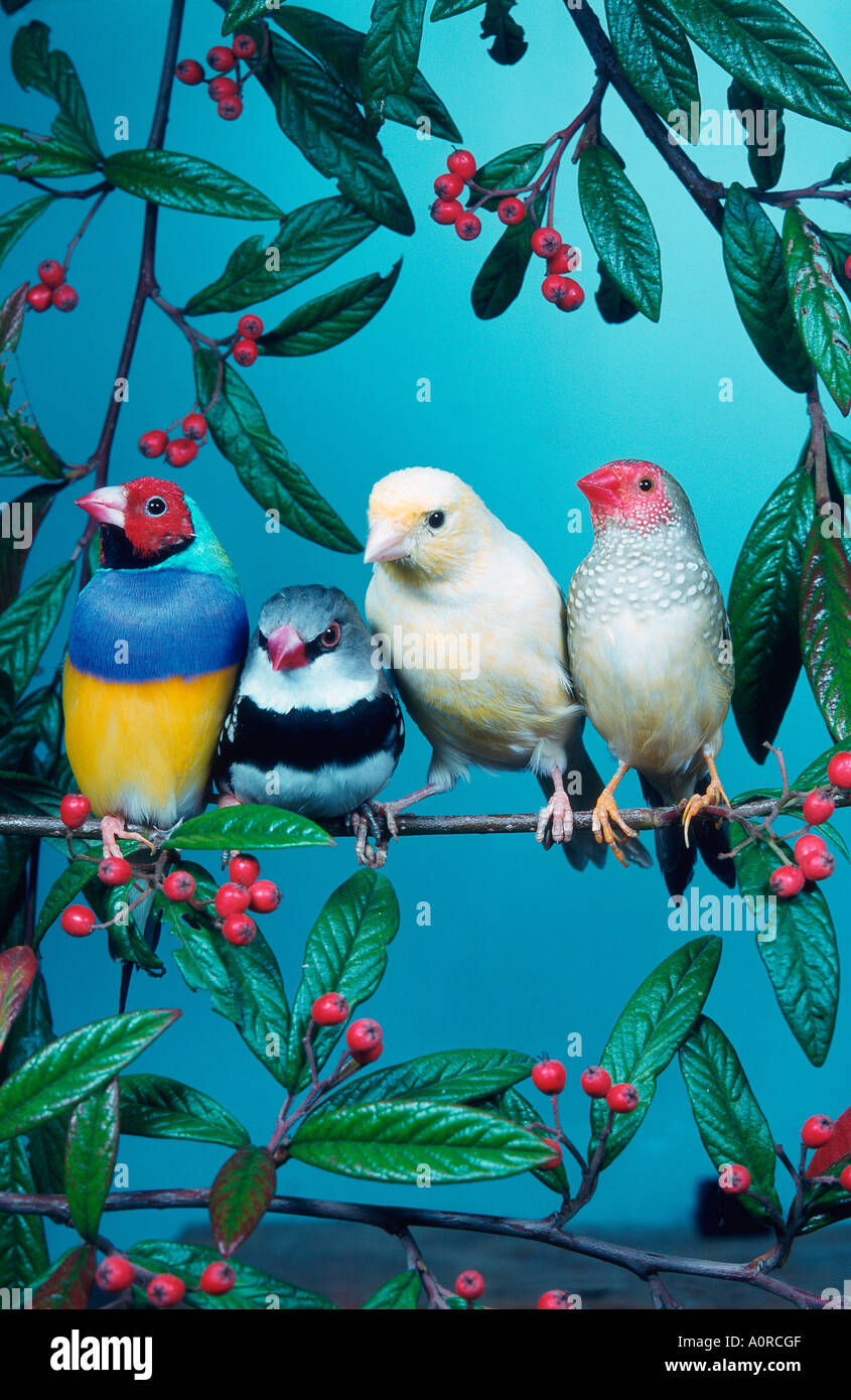 Star finches hi-res stock photography and images - Alamy