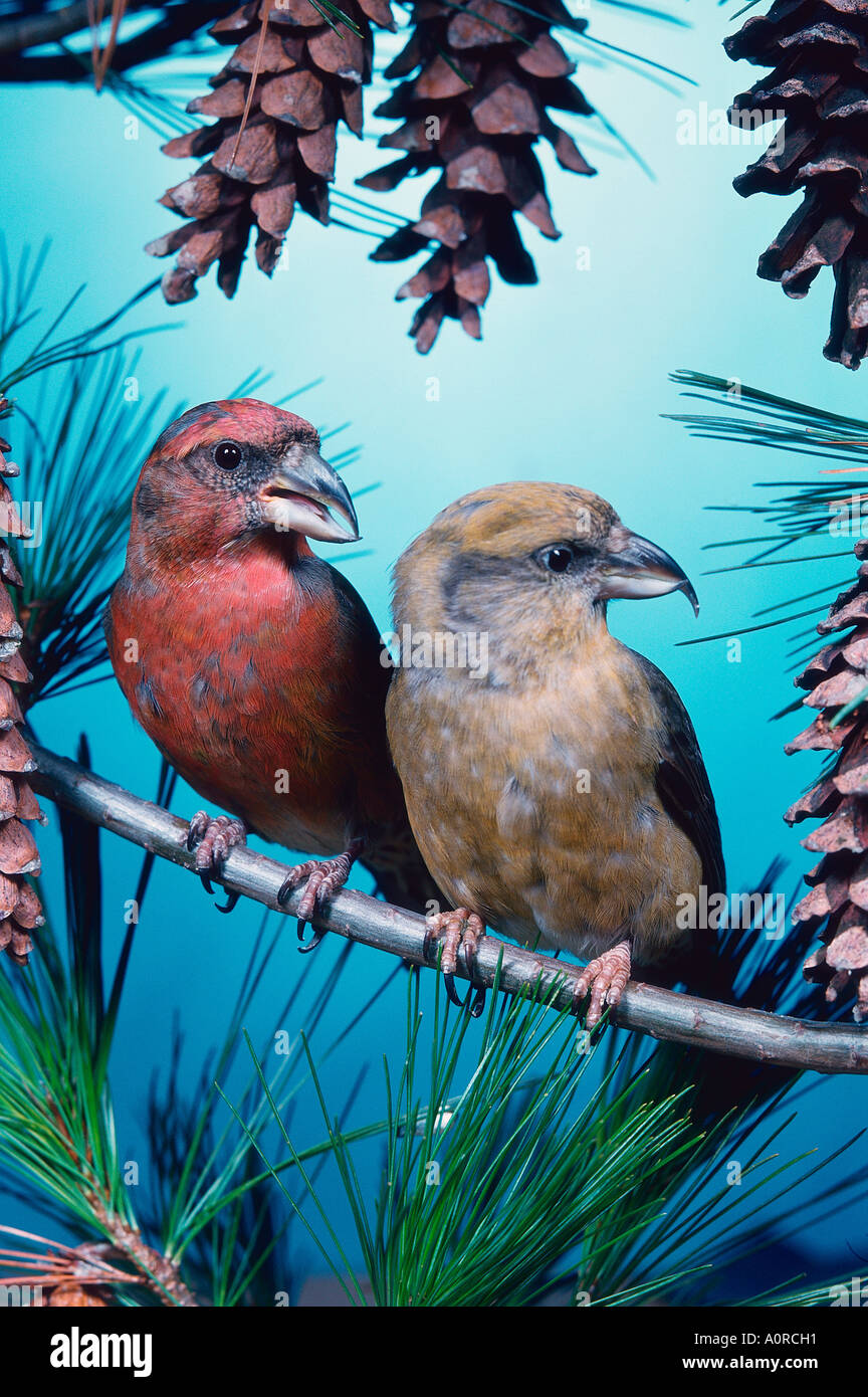 Red Crossbill / Common Crossbill Stock Photo - Alamy