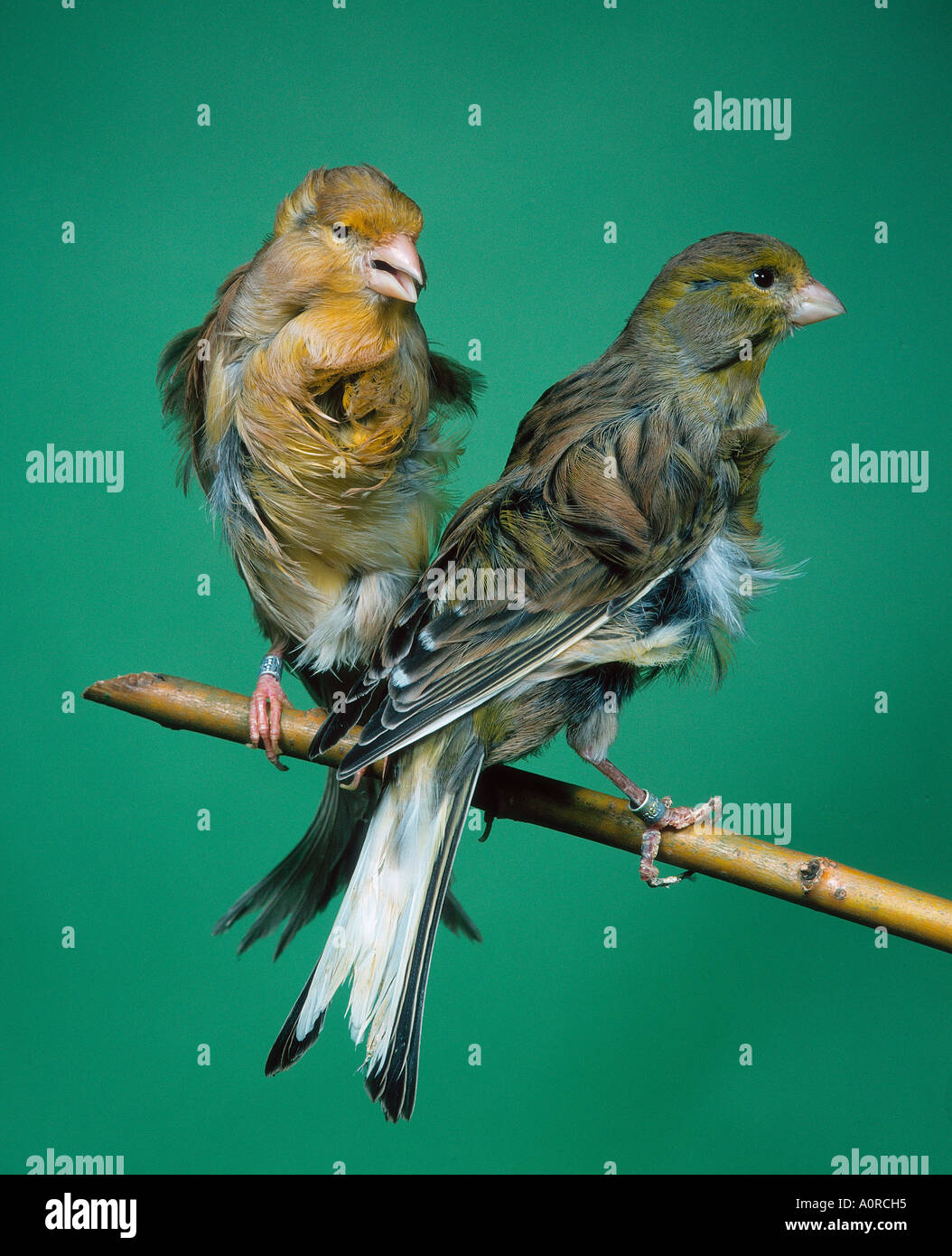 Parisian frill canary hi-res stock photography and images - Alamy