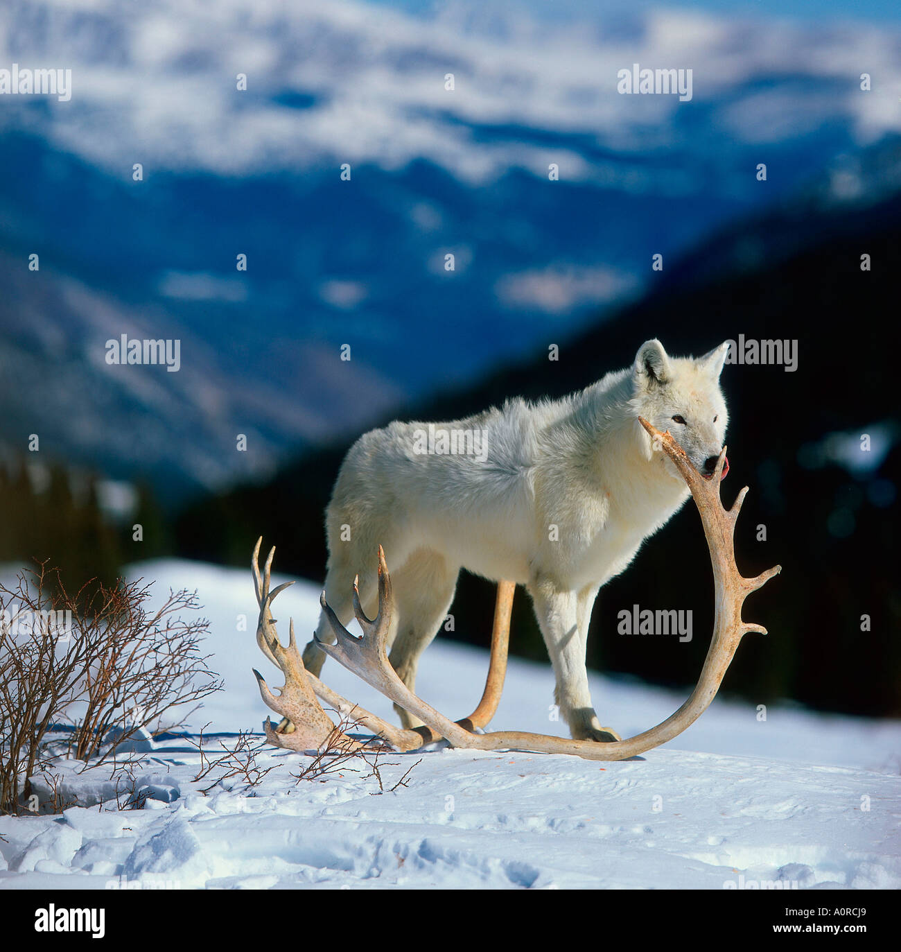 Wolf caribou hi-res stock photography and images - Alamy