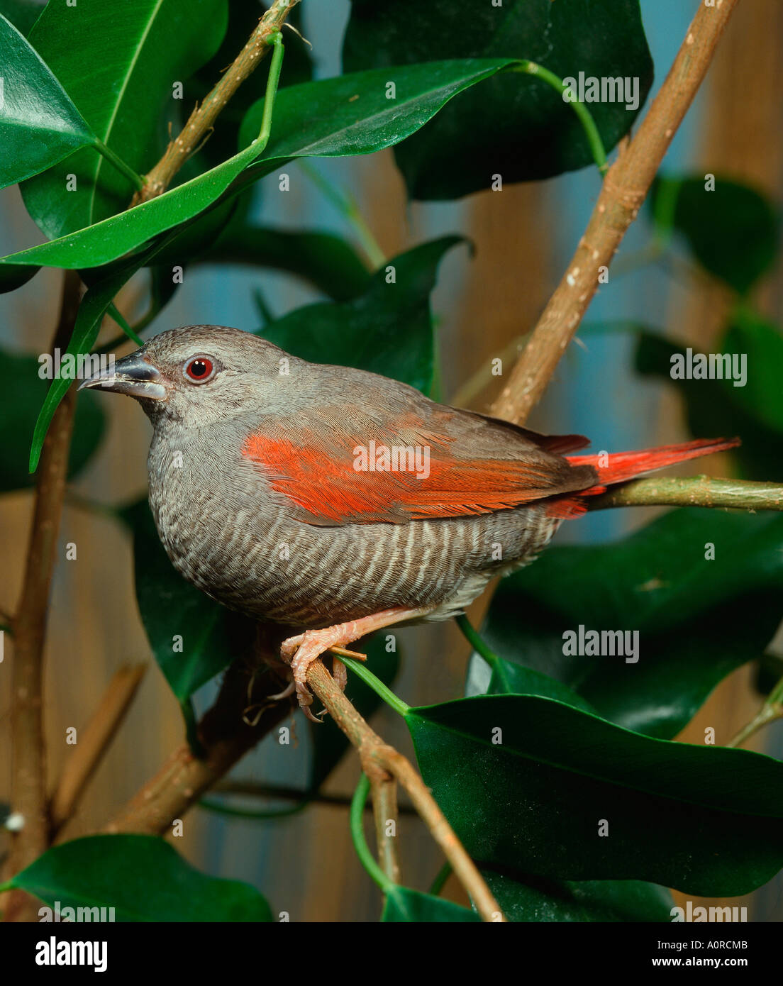 Red winged hi-res stock photography and images - Alamy