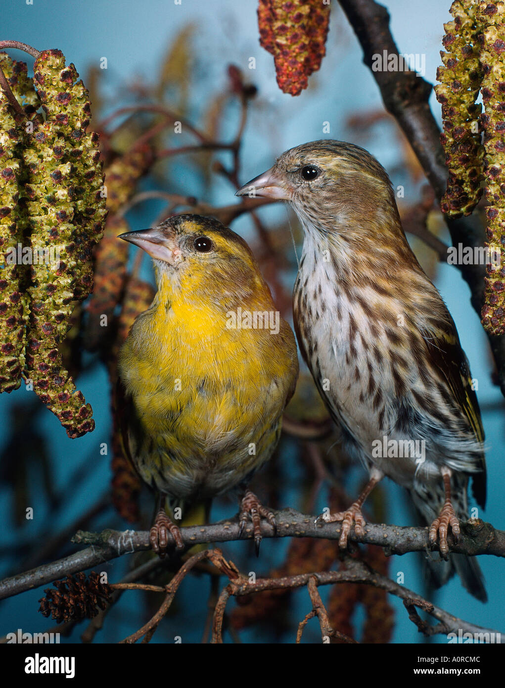 Two siskins hi-res stock photography and images - Alamy