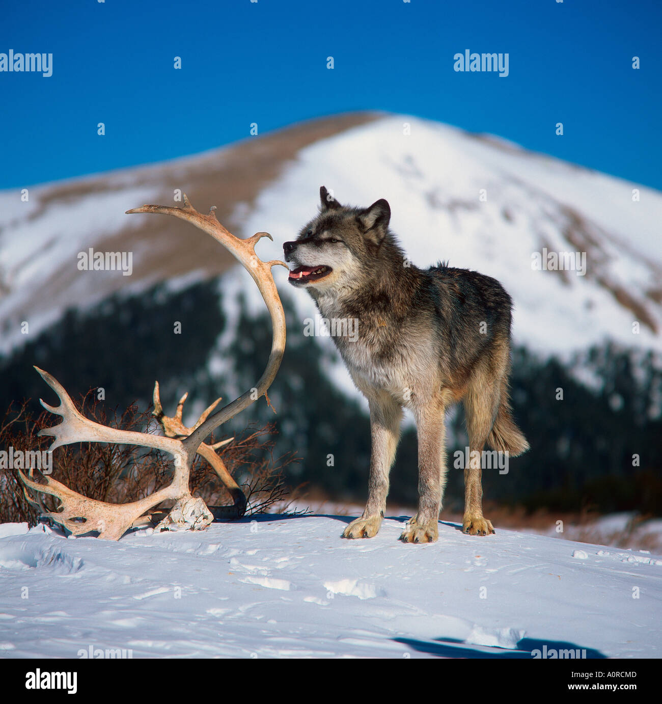 Wolf Caribou High Resolution Stock Photography and Images - Alamy