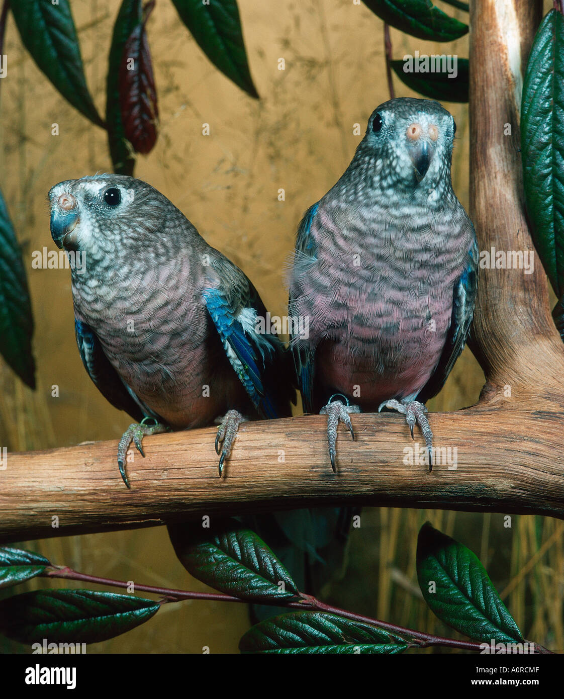 Bourkes parrot hi-res stock photography and images - Alamy