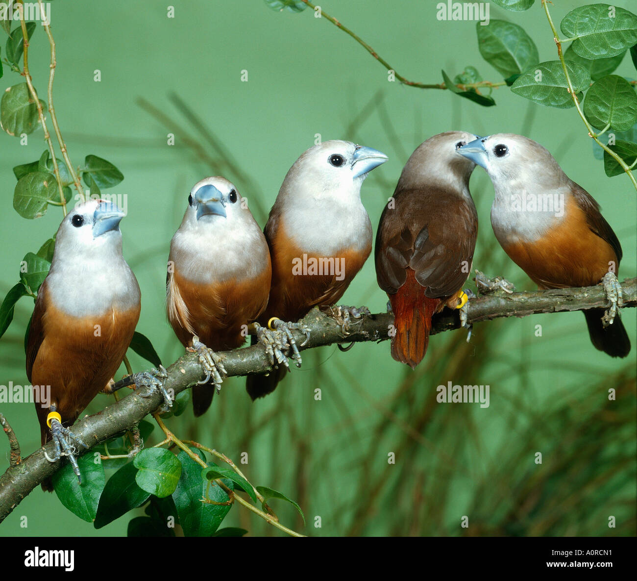 Munias hi-res stock photography and images - Alamy