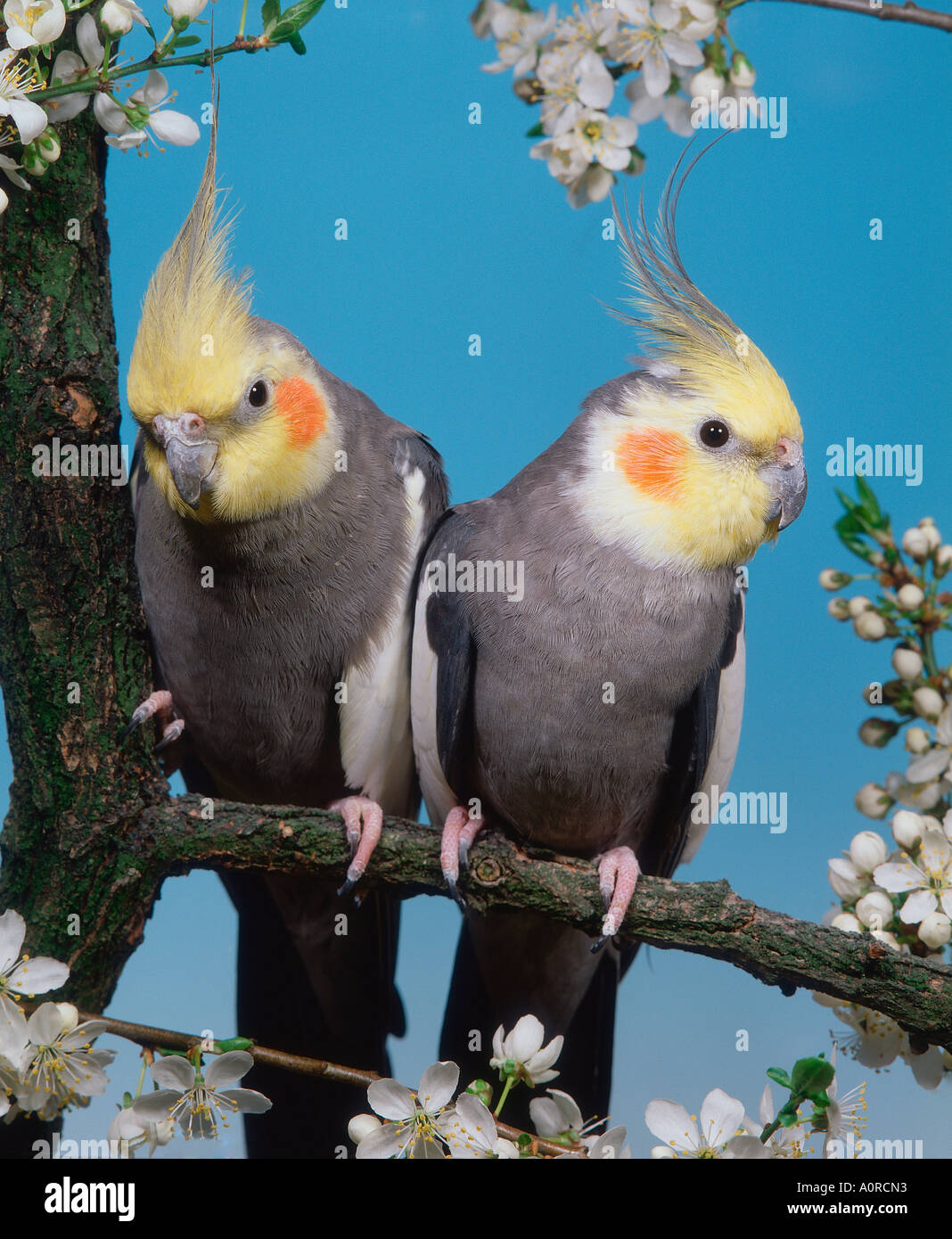 Two cockatiels hi-res stock photography and images - Alamy