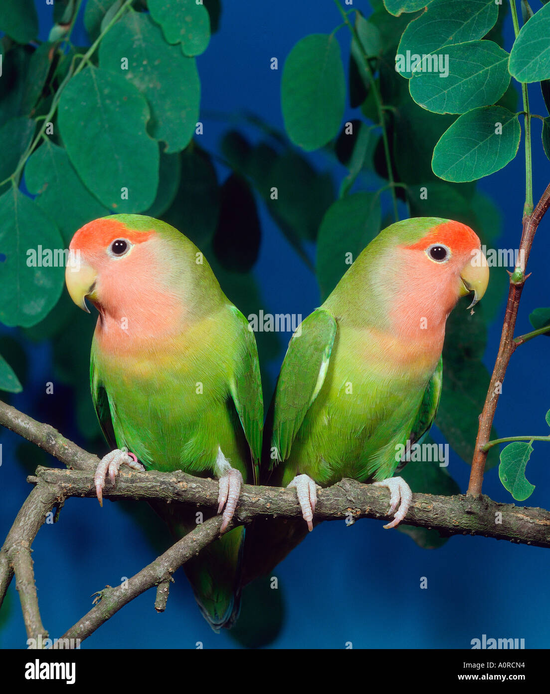 Peach faced lovebirds hi-res stock photography and images - Alamy