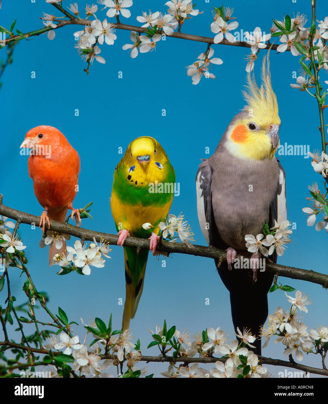How to see birds hi-res stock photography and images - Alamy