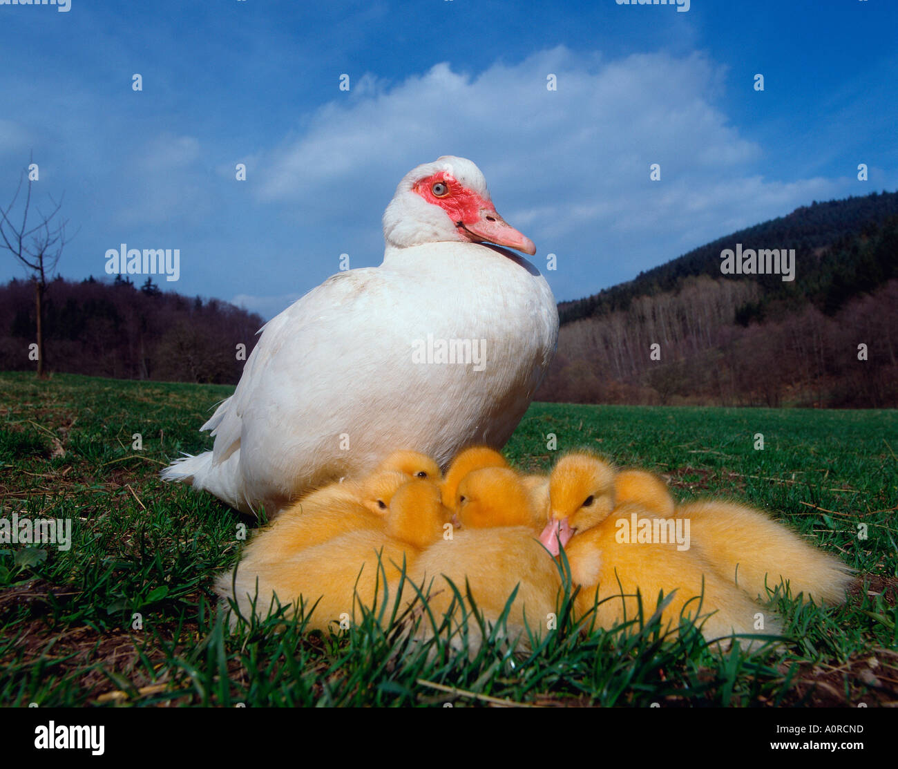 Moscovy ducks hi-res stock photography and images - Alamy