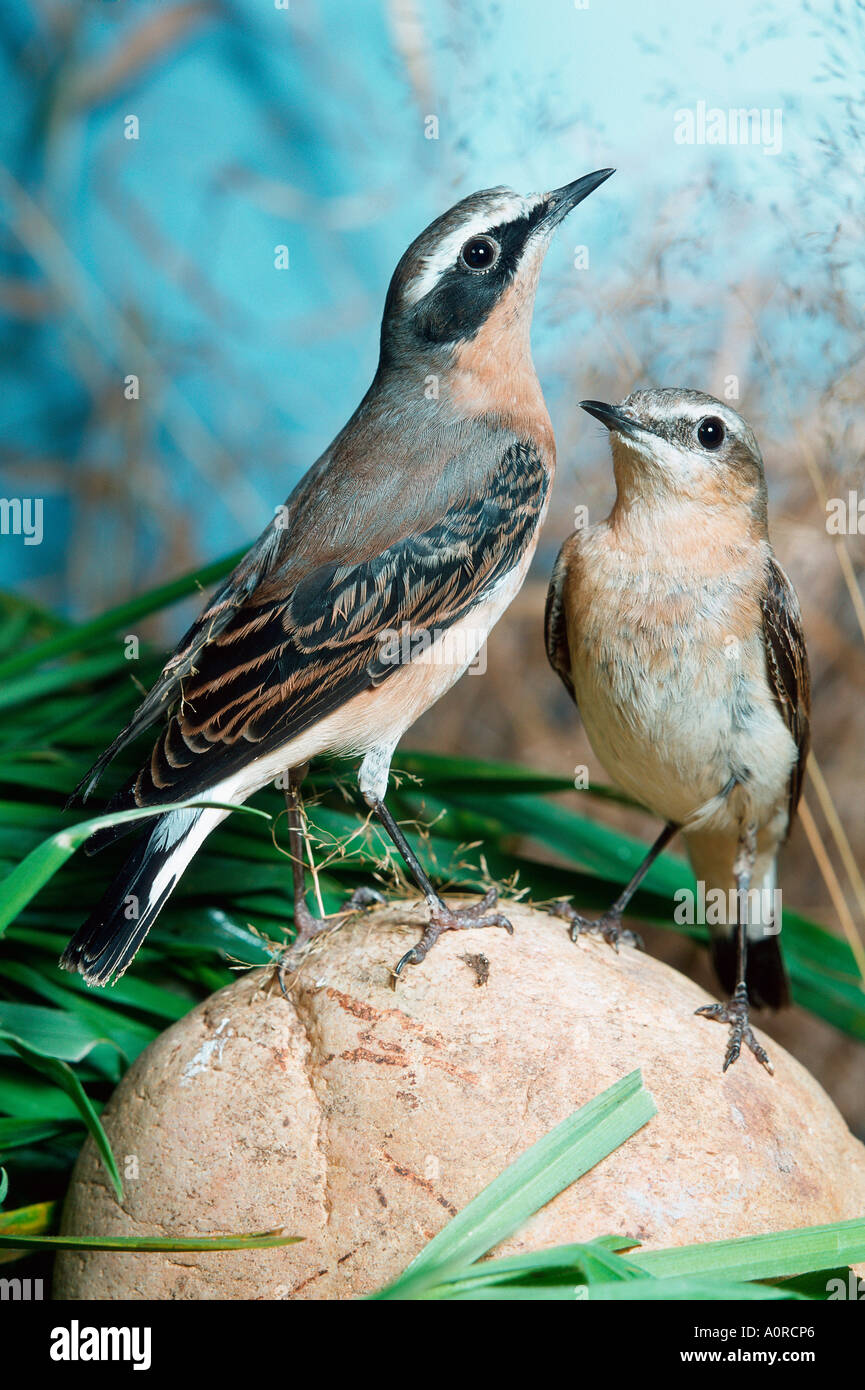Northern wheatear pair hi-res stock photography and images - Alamy