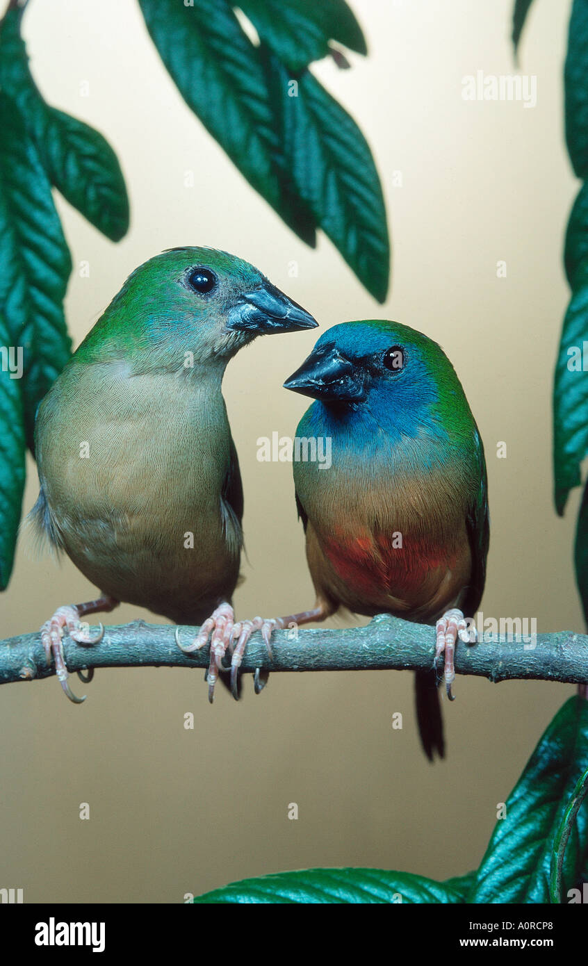 Pin tailed parrotfinch hi-res stock photography and images - Alamy