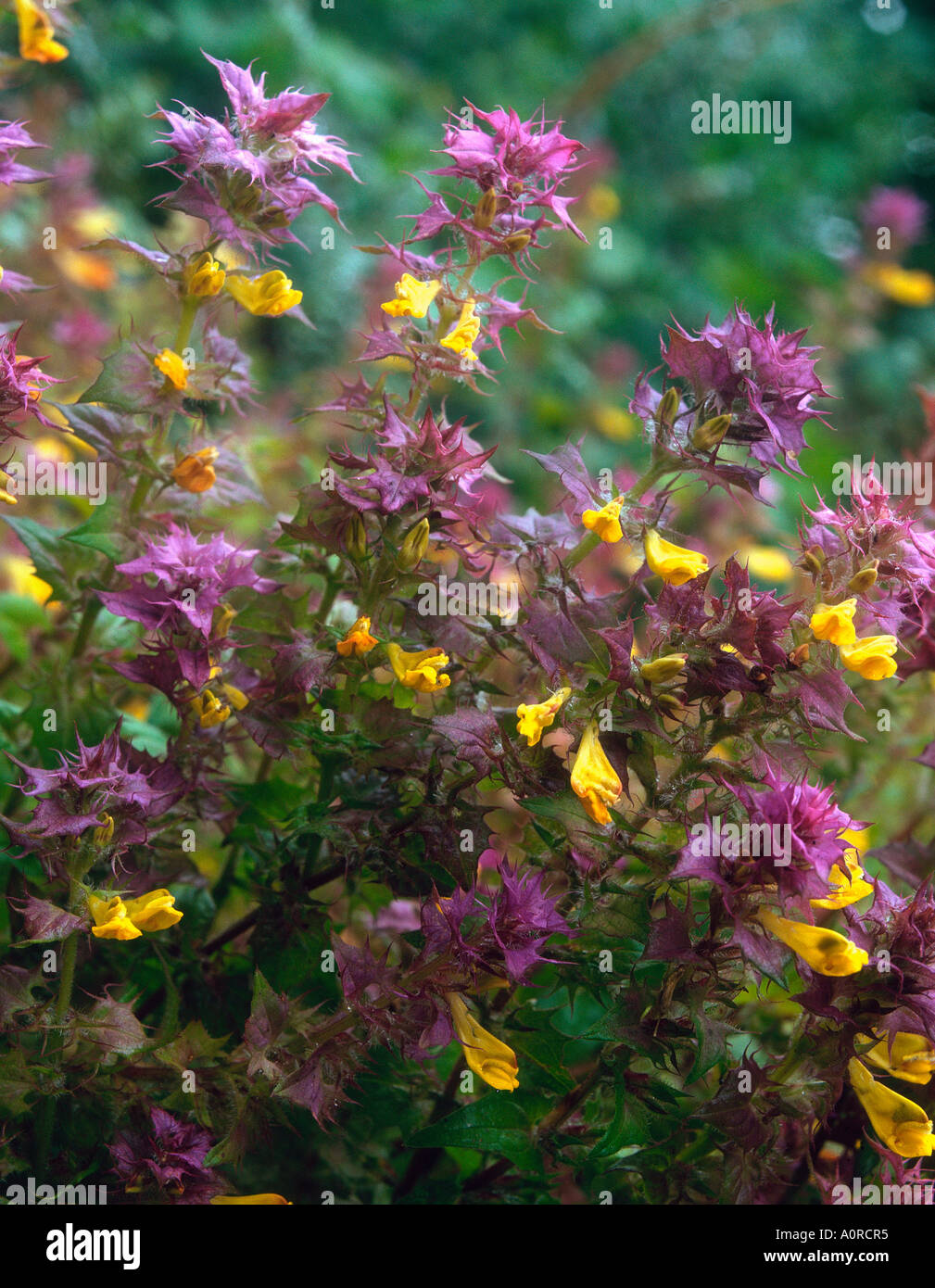 Cow wheat melampyrum nemorosum hi-res stock photography and images - Alamy
