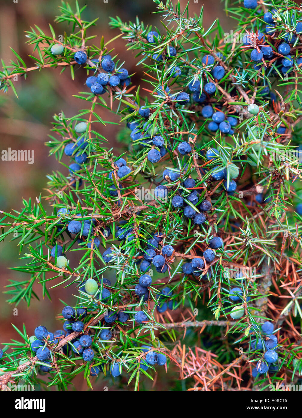 Juniper juniperus communis branches hi-res stock photography and images ...