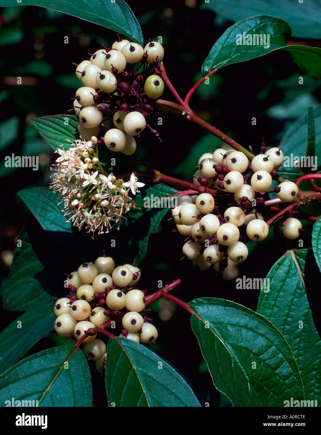 Cornel hi-res stock photography and images - Alamy