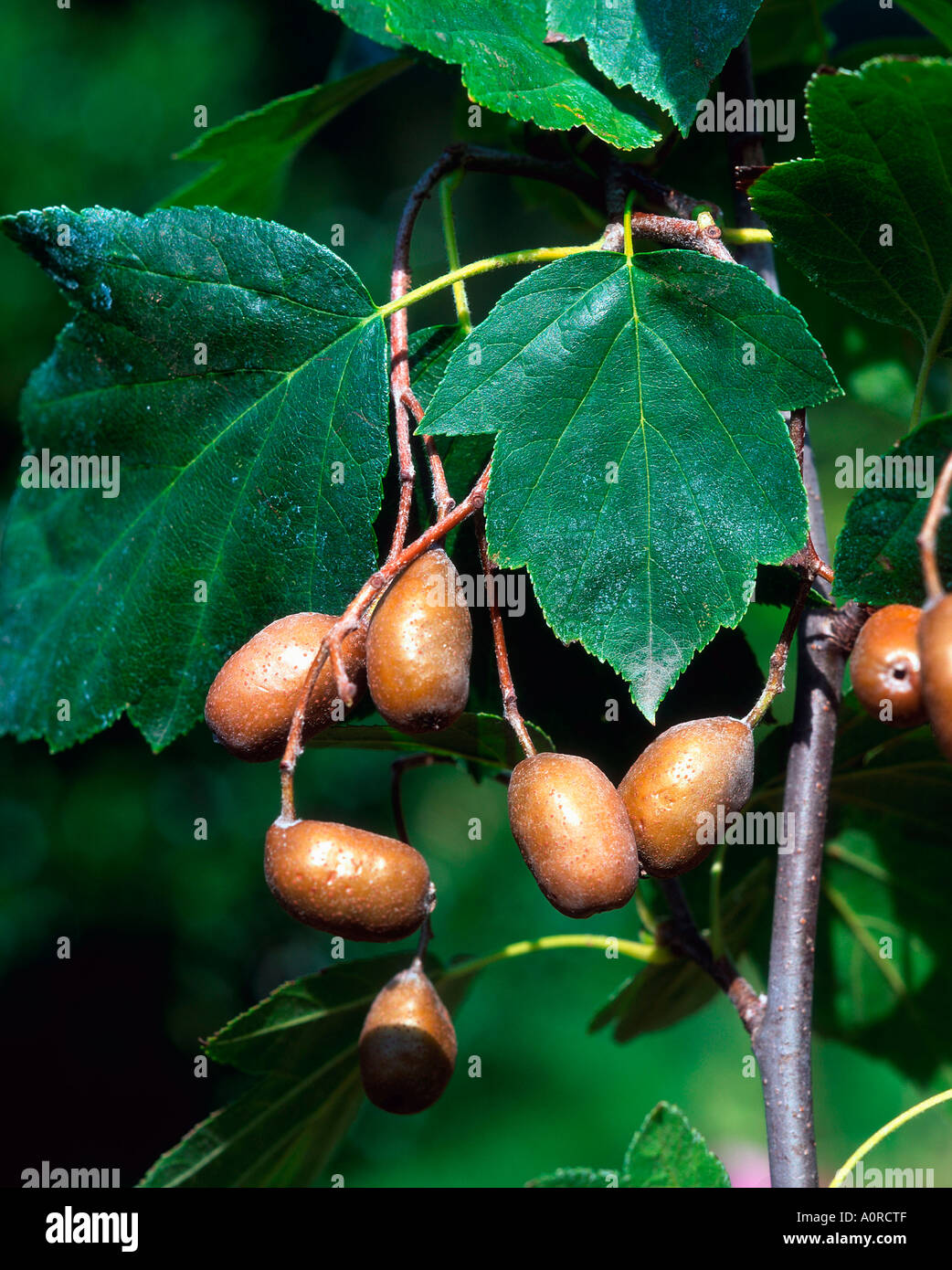 Wild service tree sorbus torminalis rosaceae hi-res stock photography ...
