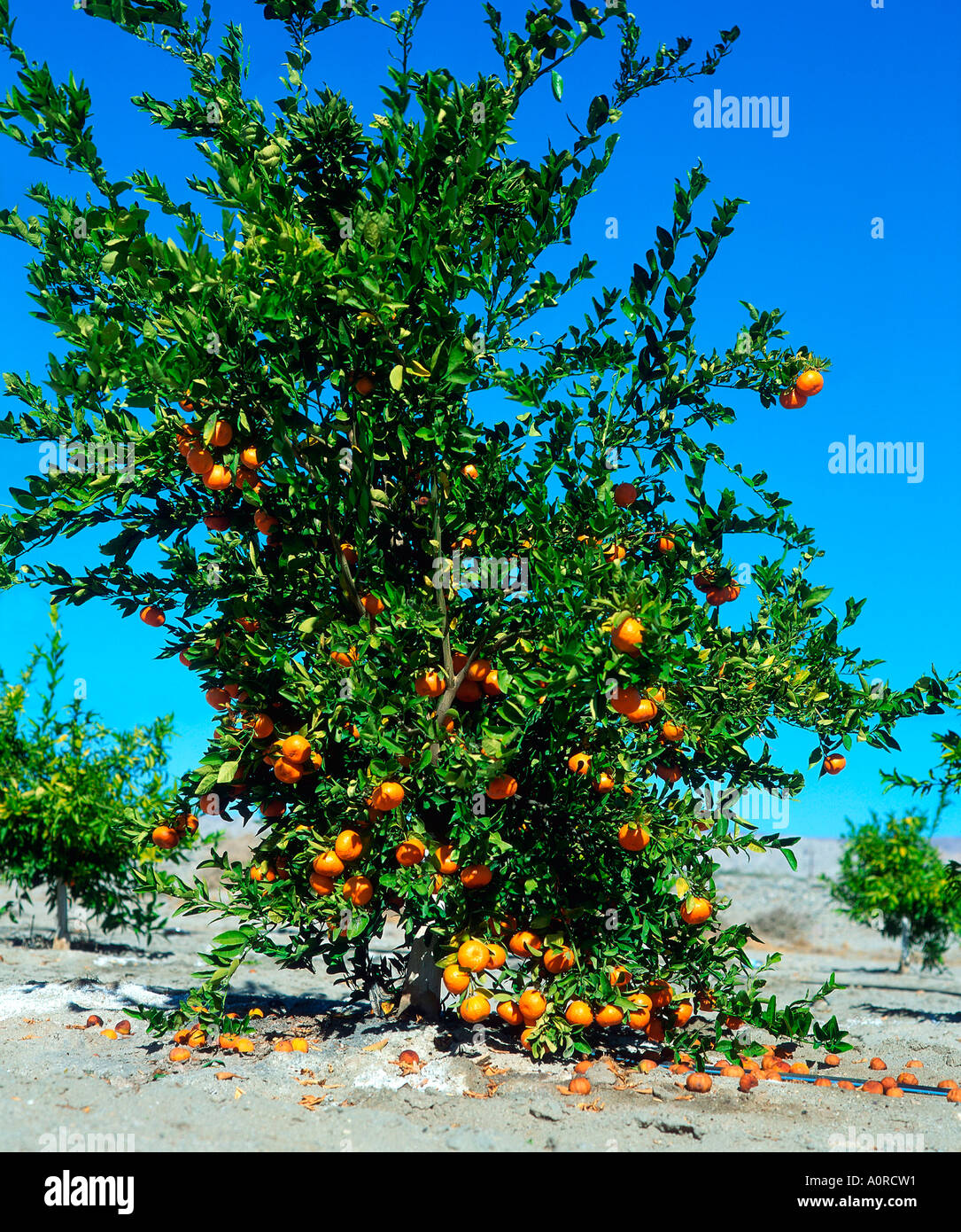 Tangerine citrus trees reticulata hi-res stock photography and images ...