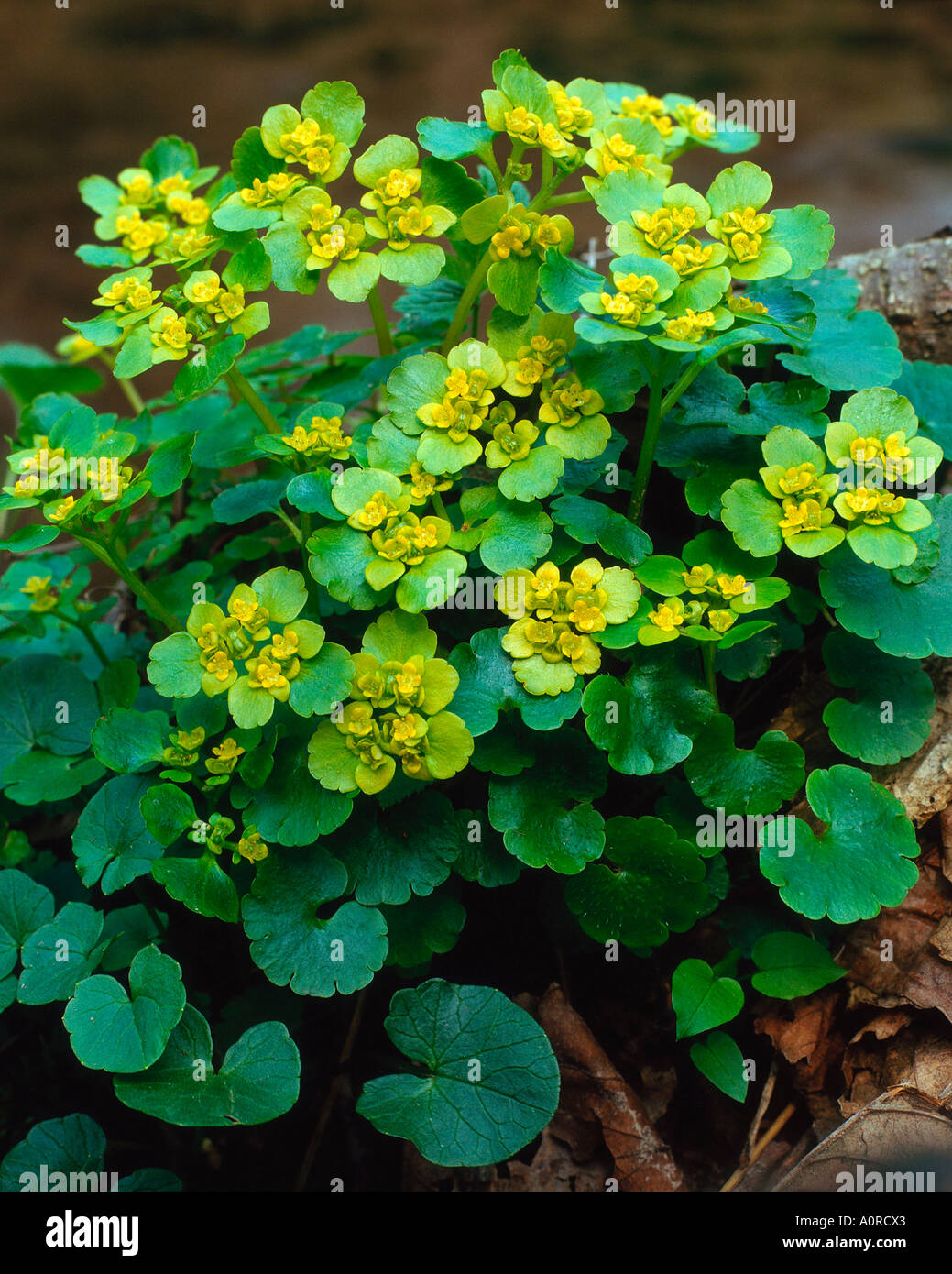 Opposite-leaved Golden Saxifrage Stock Photo - Alamy