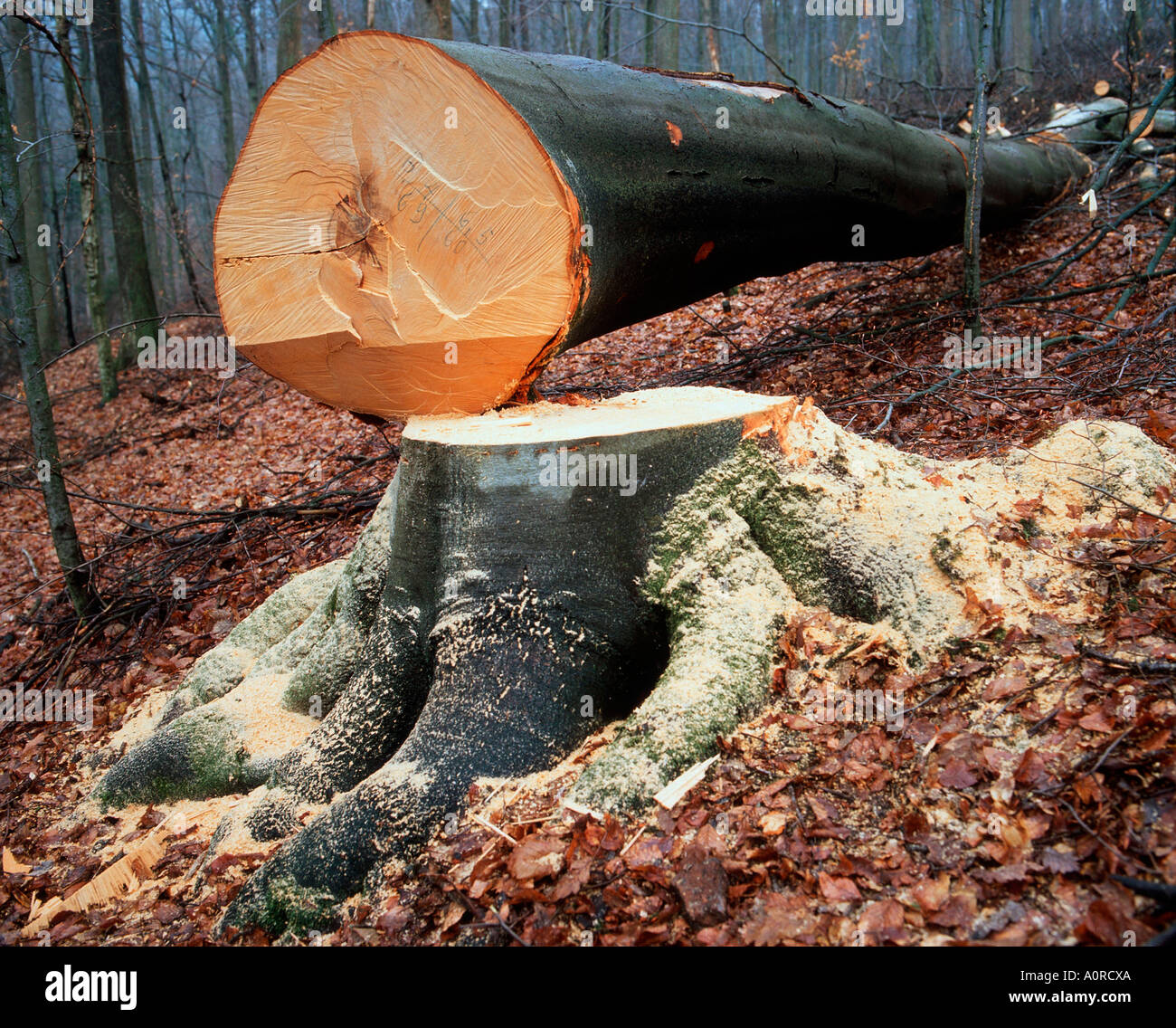 Cut beech hi-res stock photography and images - Alamy