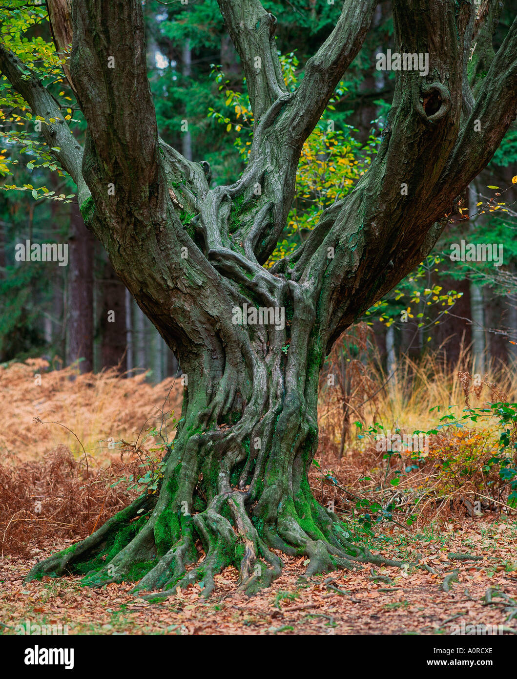 Upright hornbeam hi-res stock photography and images - Alamy