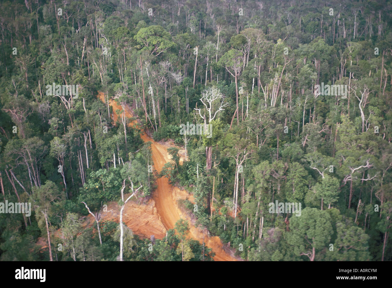 Rainforest logging hi-res stock photography and images - Alamy