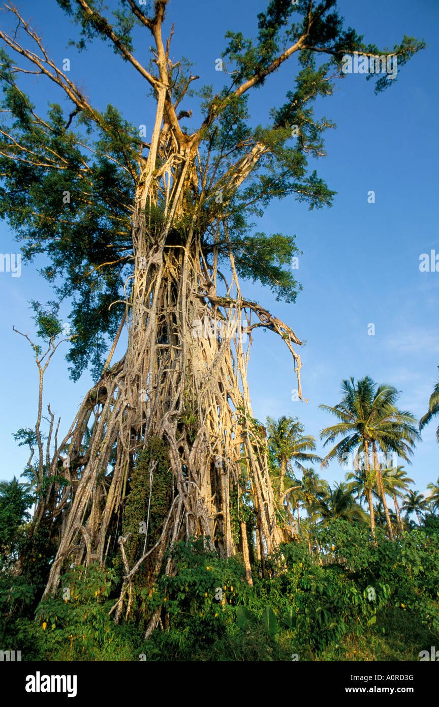 Tafua hi-res stock photography and images - Alamy