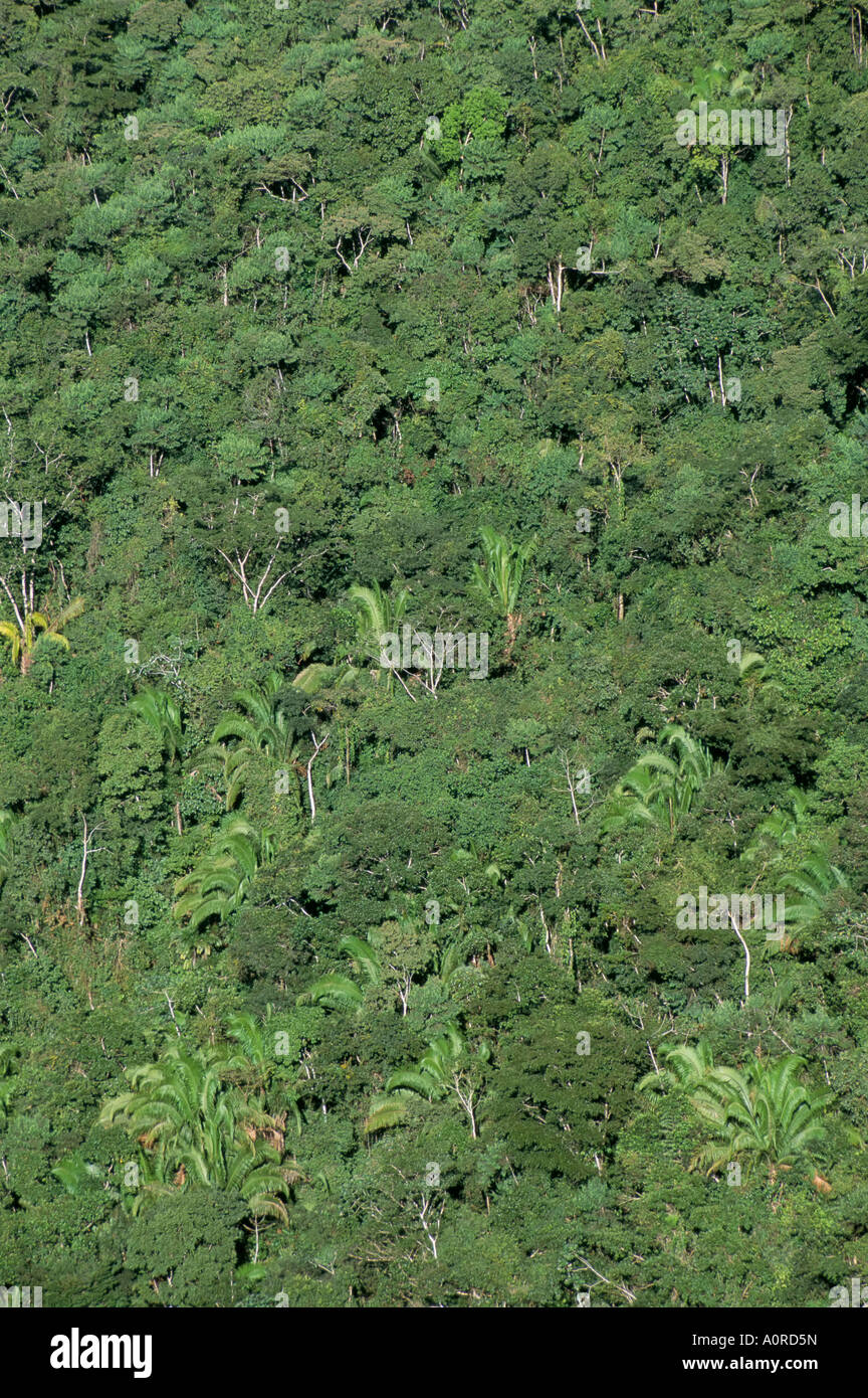 Thick jungle from the air Cayo District Belize Cental America Stock ...