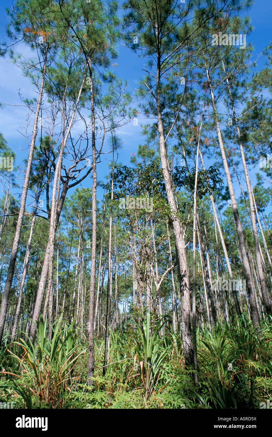 Pines and dumb cane palms Mountain Pine Ridge Belize Cental America ...