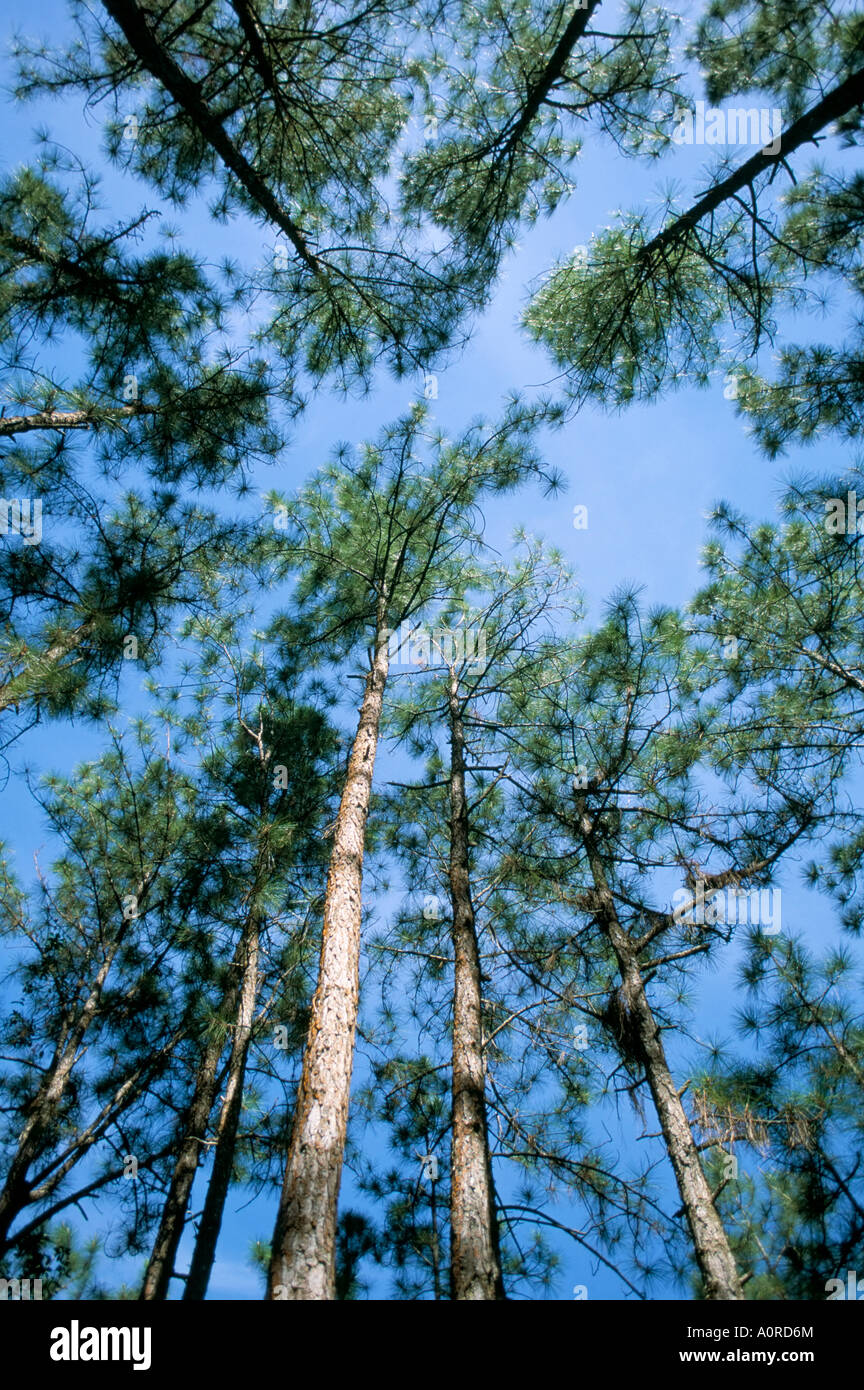 Pines and sky Mountain Pine Ridge Belize Cental America Stock Photo - Alamy