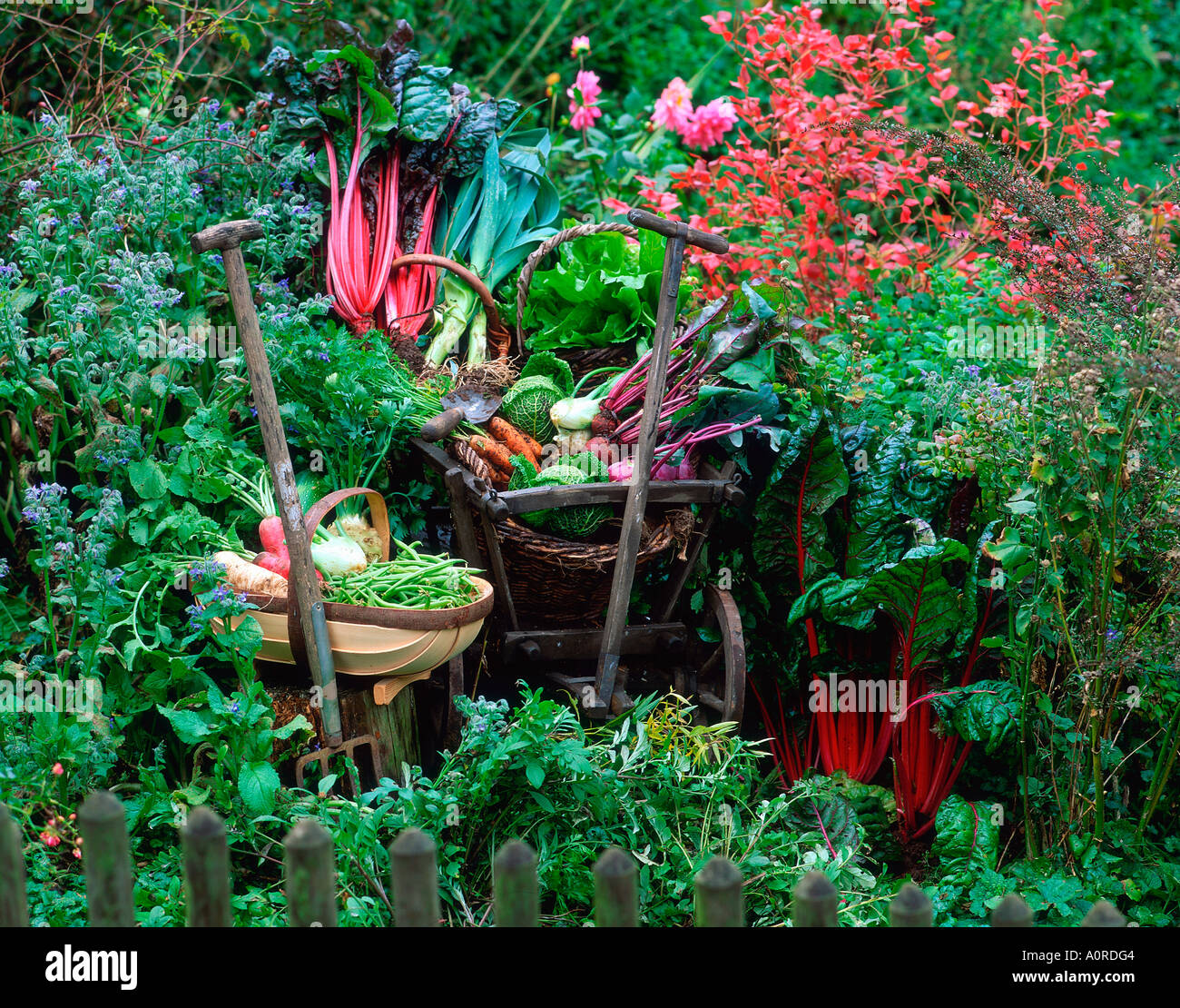 Vegetable harvest in garden Stock Photo - Alamy