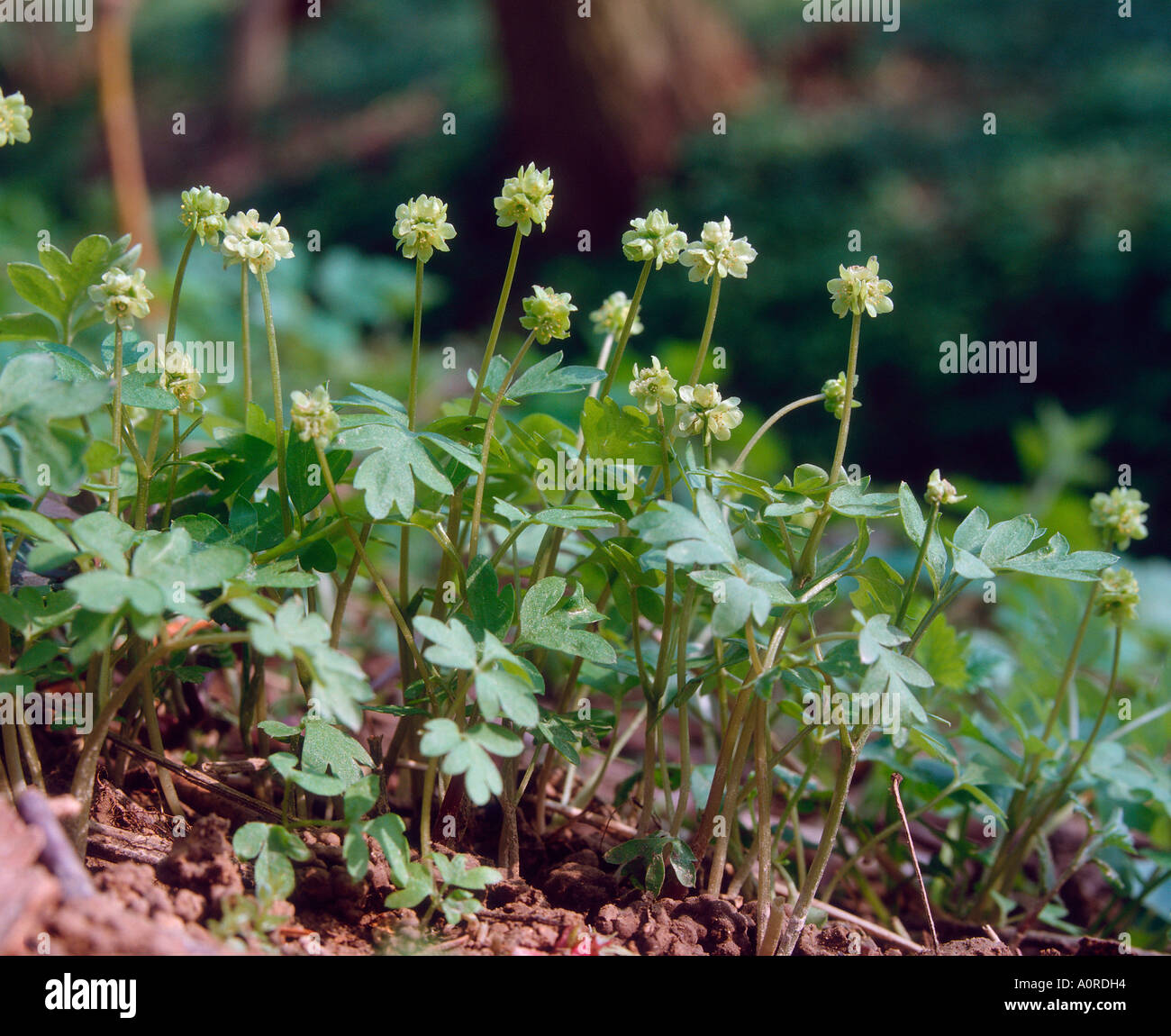 Moschatel adoxa moschatellina hi-res stock photography and images - Alamy