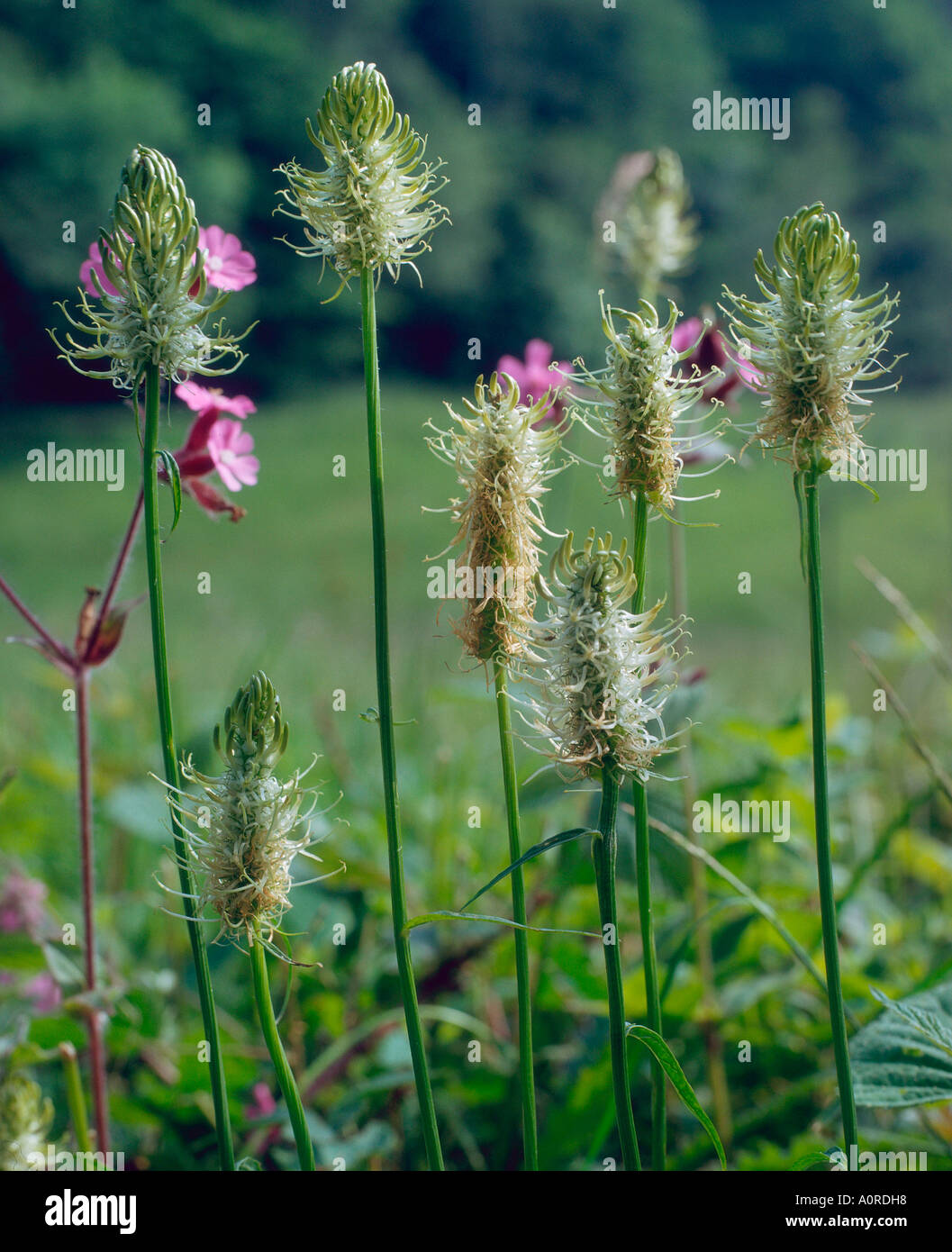 Spiked rampion hi-res stock photography and images - Alamy